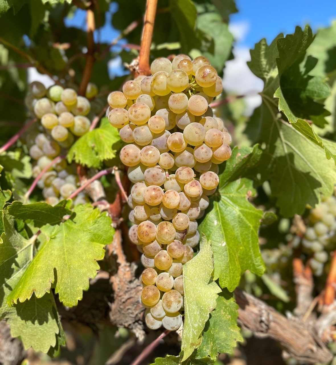 ALBILLO EN ERUPCIÓN – Magna Vides . Vinos Ribera del Duero